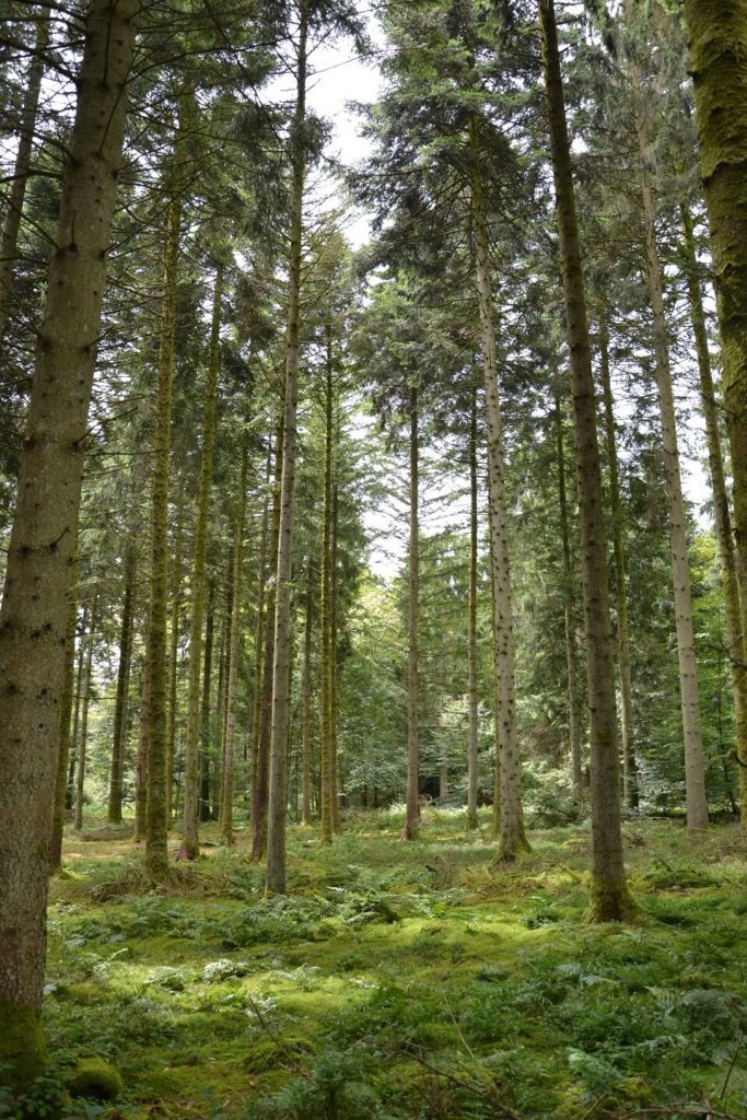 La forêt belge - Hout Info Bois