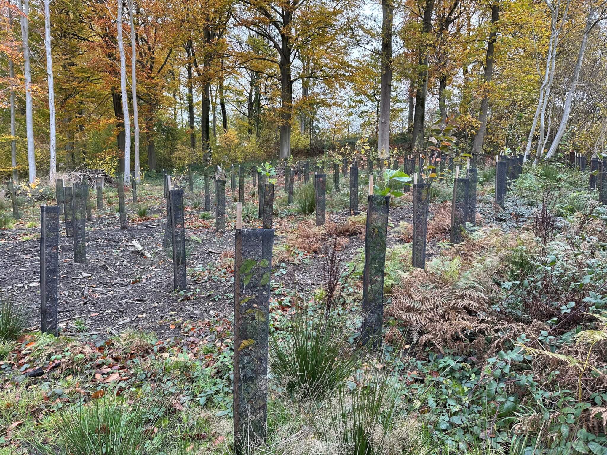 L’intérêt des (re)plantations - Hout Info Bois